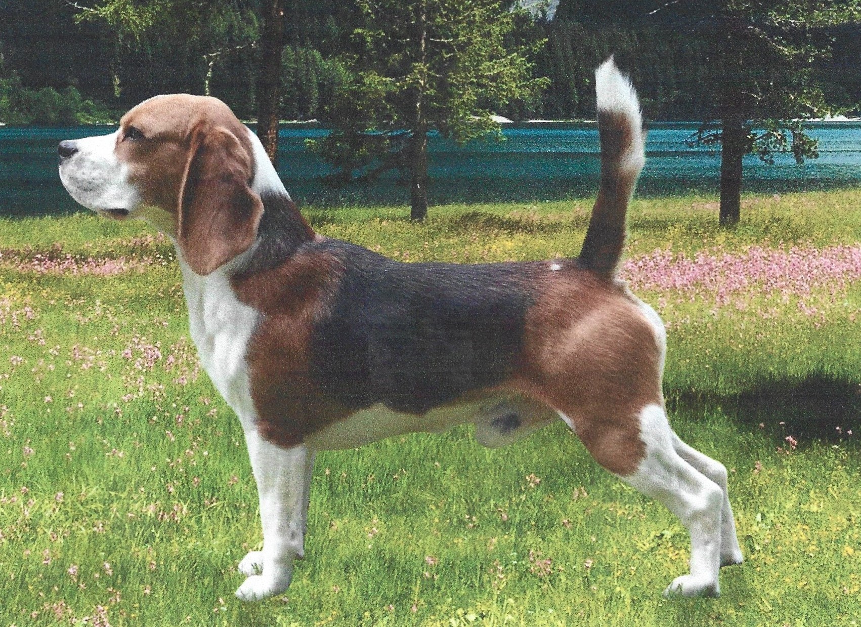 Fallowfield Beagles | Beagle Breeders - STUD DOGS